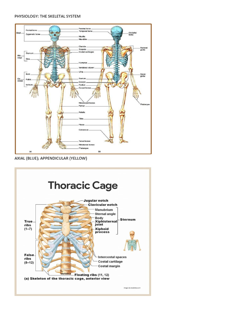 SKELETAL SYSTEM | PDF