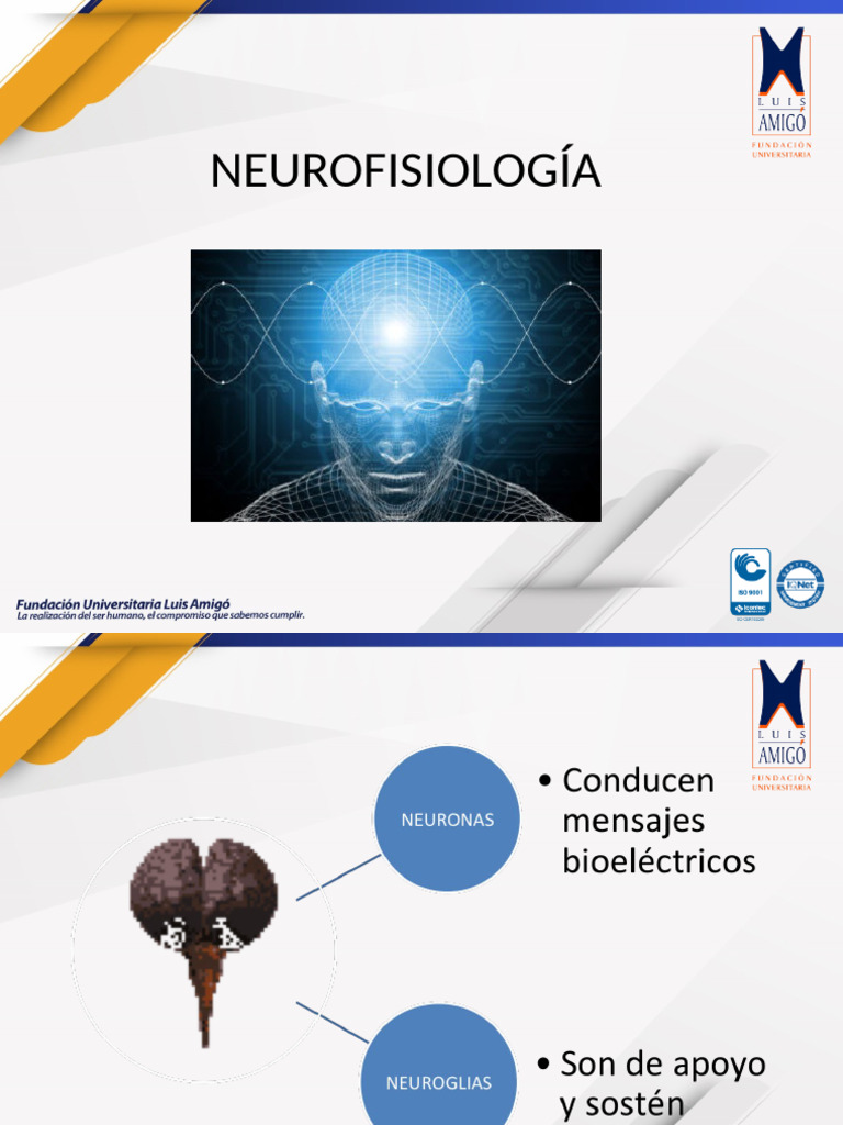 Neurofisiología - La Neurona - Unidad 3 (Recurso) | PDF | Axon | Neurona