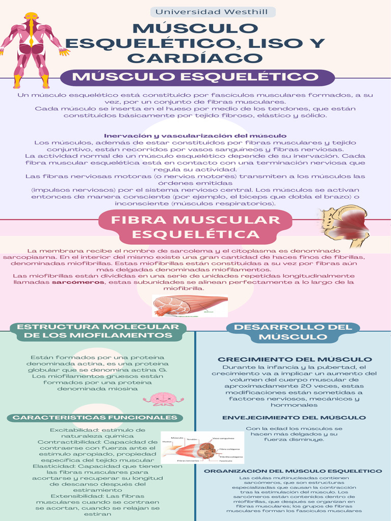 Estructura y Función del Músculo Esquelético | PDF | Músculo | Corazón