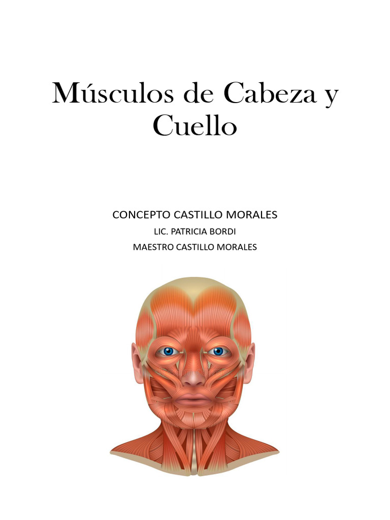 Músculos de Cabeza y Cuello Lu | PDF | Anatomía humana | Cabeza y cuello humanos