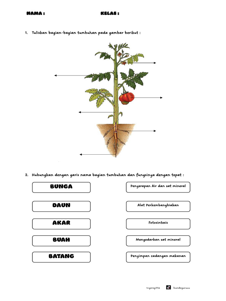 Ipas Bagian Tumbuhan | PDF
