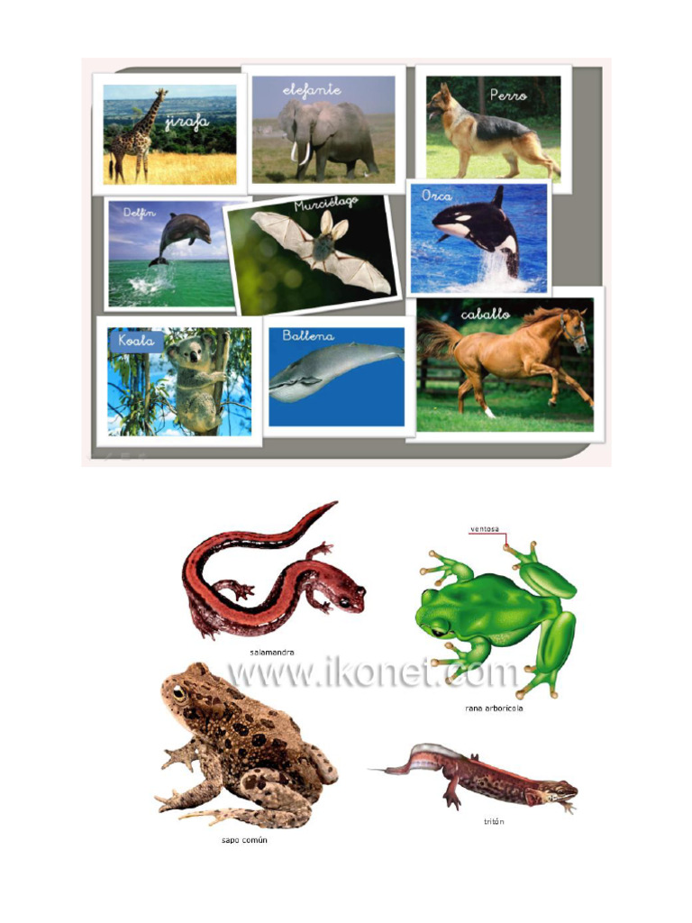 ANIMALES | PDF