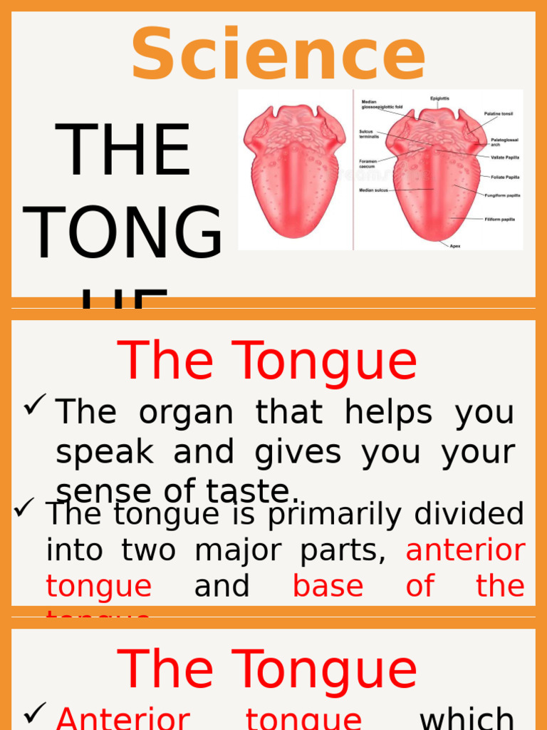Tongue Anatomy and Functions for Kids | PDF | Tongue | Taste