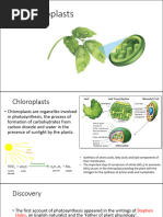 Chloroplast Labelled A Level Diagram | PDF | Chloroplast | Cell (Biology)