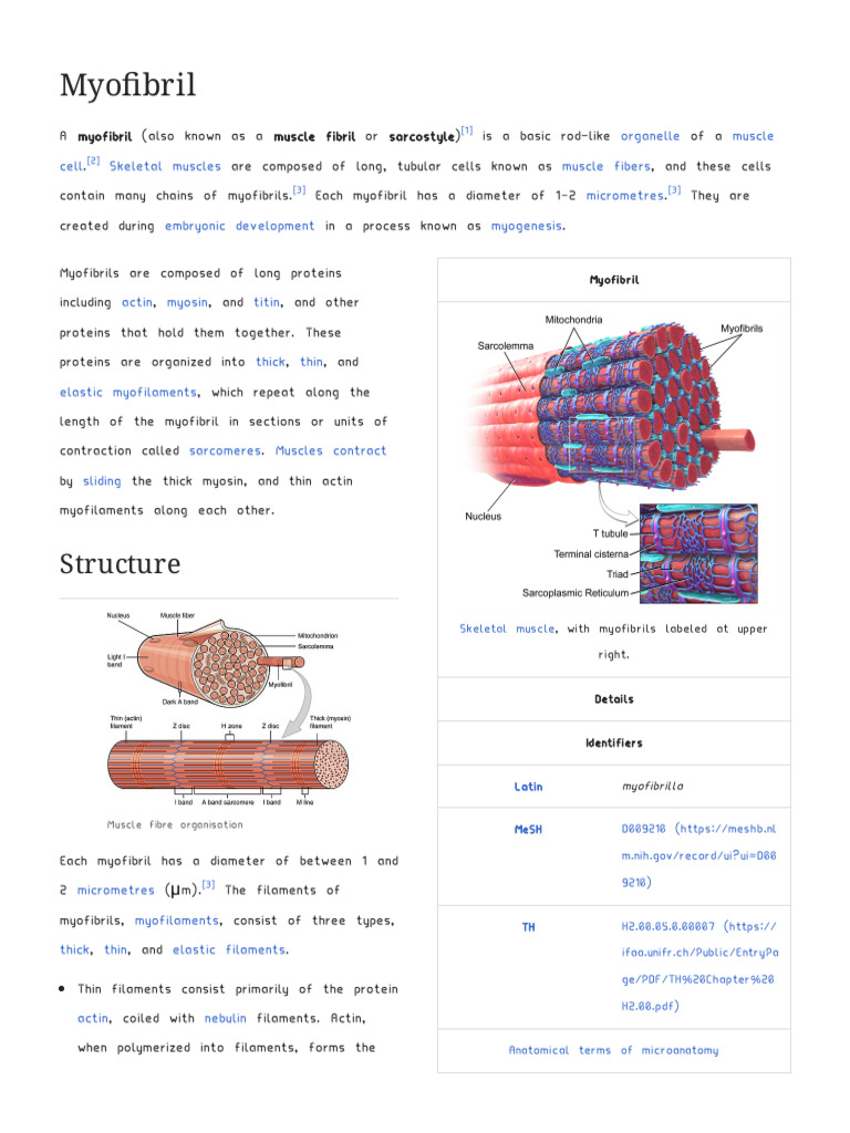 Myofibrils | PDF | Histology | Musculoskeletal System