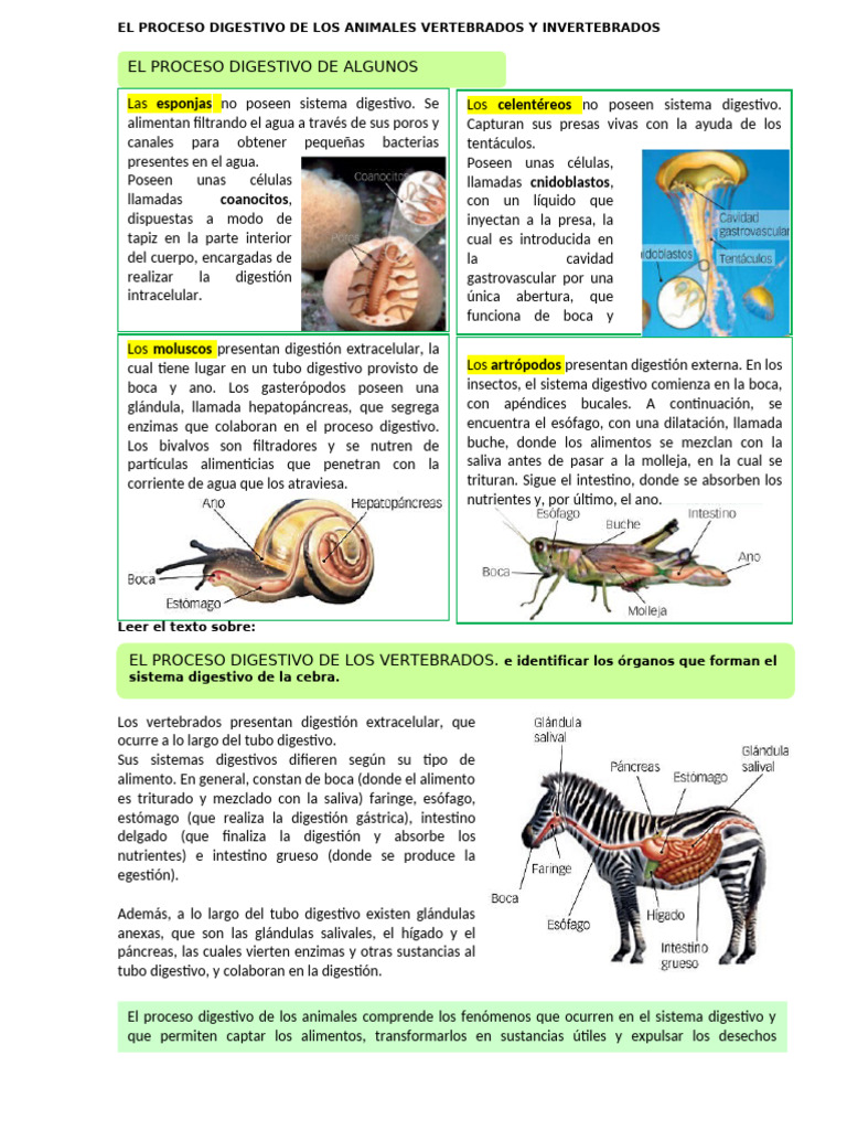 El Proceso Digestivo de Los Animales Vertebrados y Invertebrados | PDF | Sistema digestivo ...