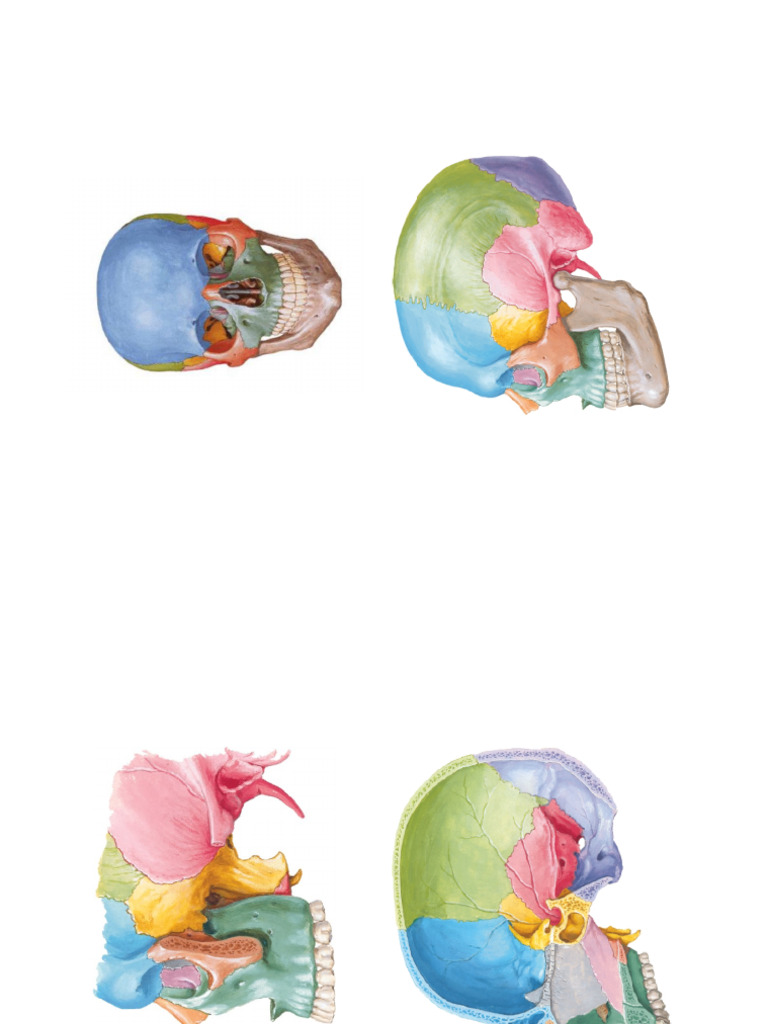 Netter Imágenes | PDF