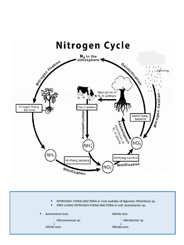 Nitrogen Cycle Notes | PDF