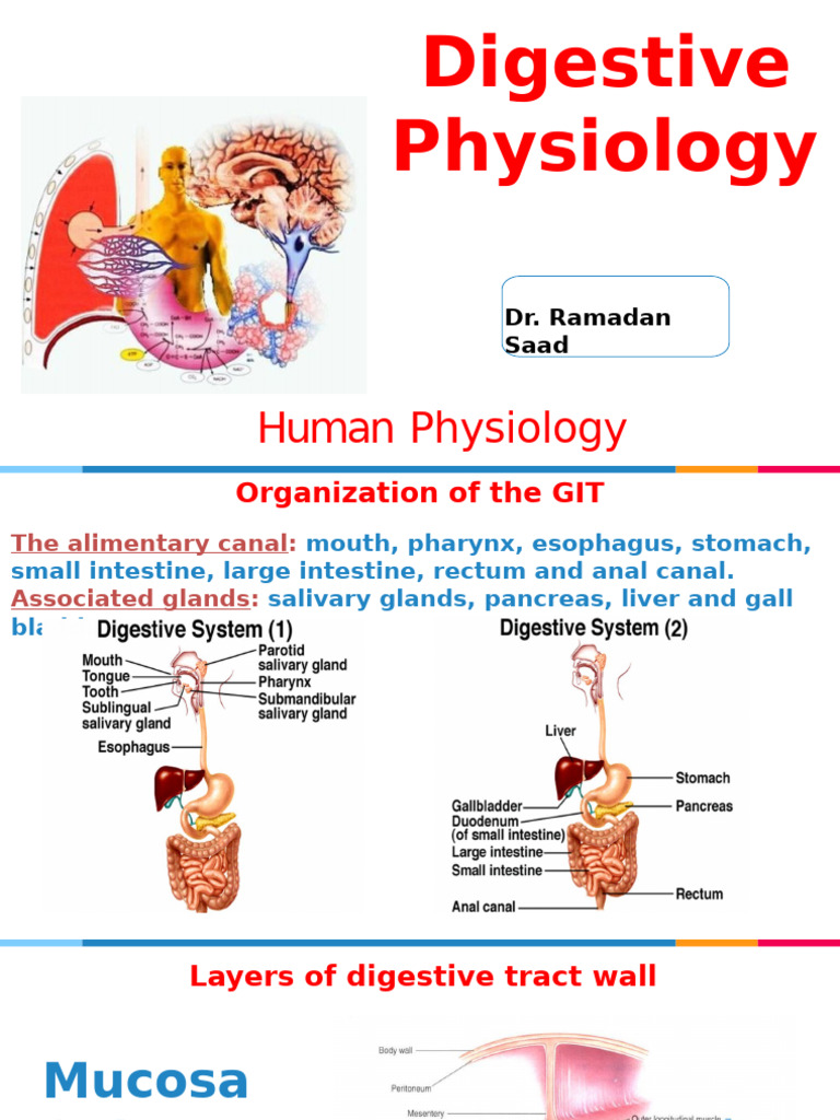 Digestive Physiology | PDF | Stomach | Human Digestive System