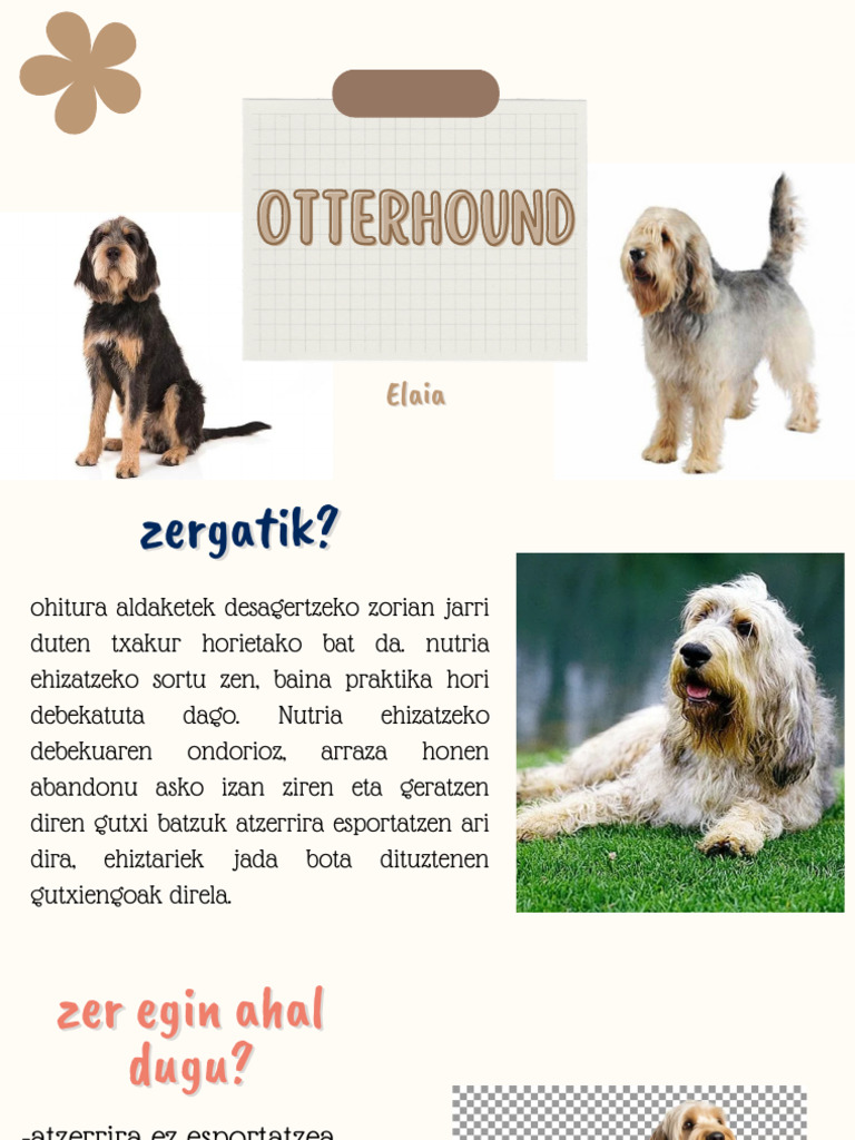 Otterhound | PDF