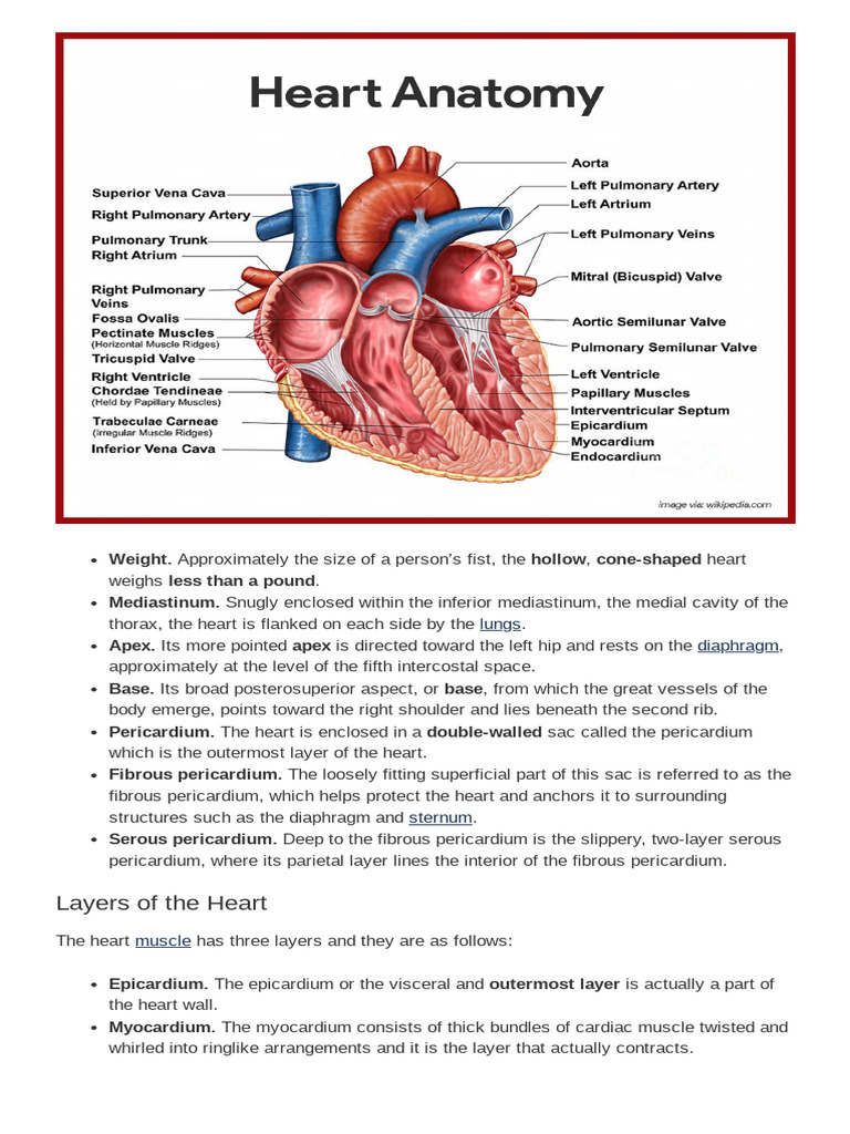 cardioo | PDF | Heart Valve | Heart