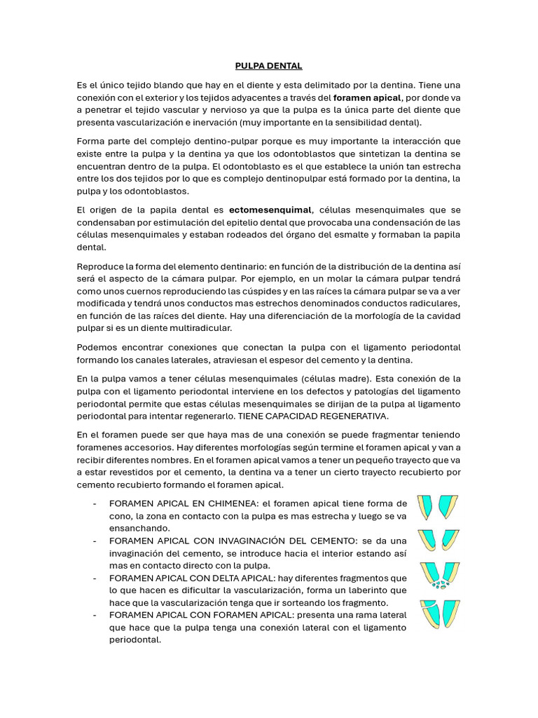 Copia de Pulpa Dental | PDF | Anatomía | Especialidades Medicas
