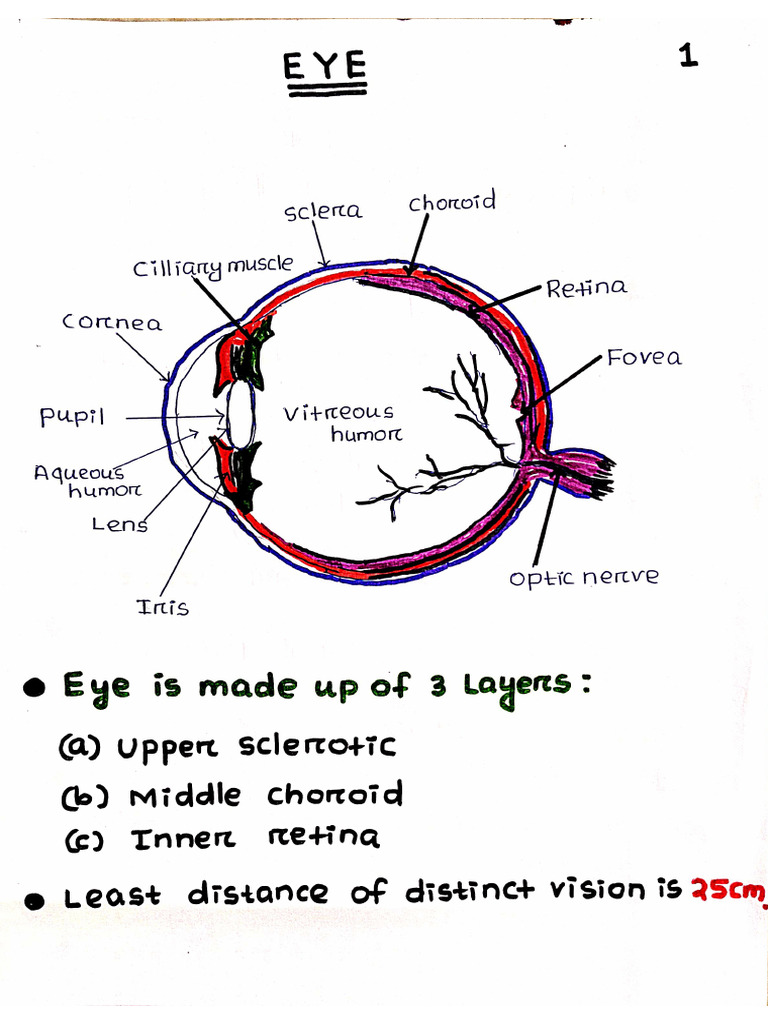 Eye (Biology) | PDF