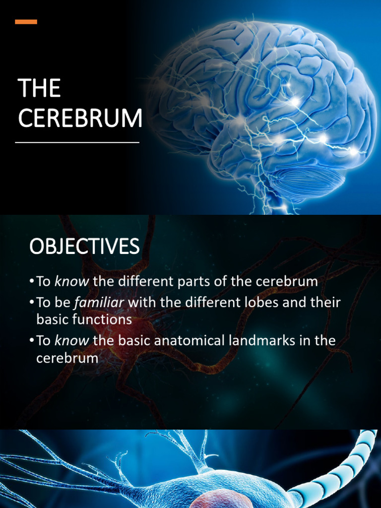 3 The-Cerebrum | PDF