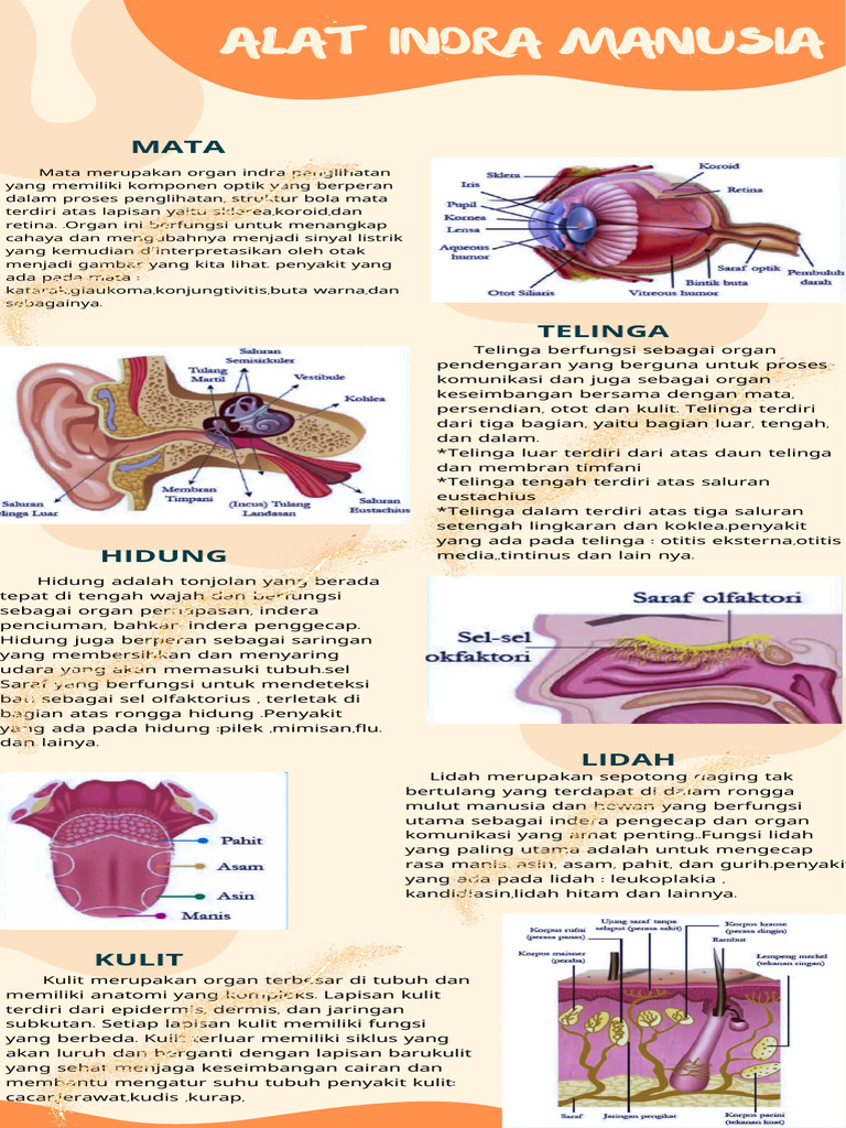 Alat Indra Manusia - 20240918 - 222412 - 0000 | PDF