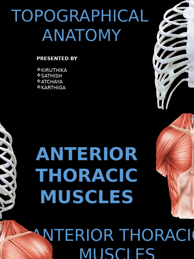 Anterior Thoracic Muscles-1 | PDF | Thorax (Human Anatomy ...