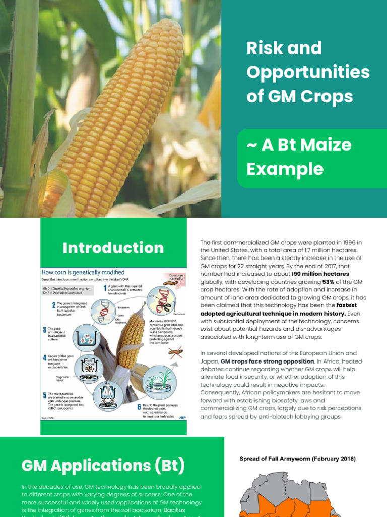 Risk and Opportunities of GM Crops | PDF | Genetically Modified Crops ...