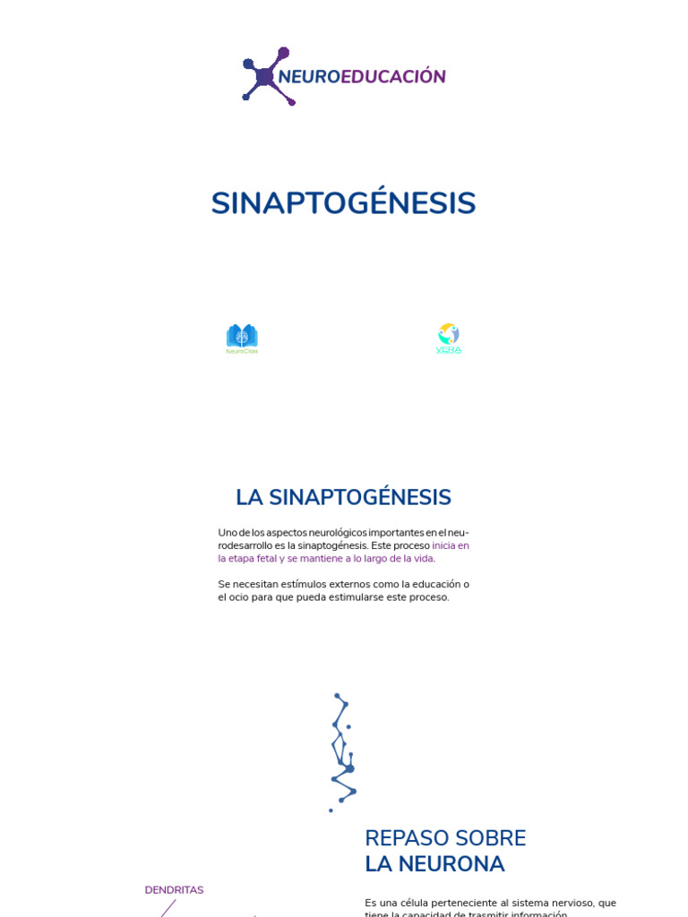 Sinaptogénesis | PDF | Sinapsis | Neurona