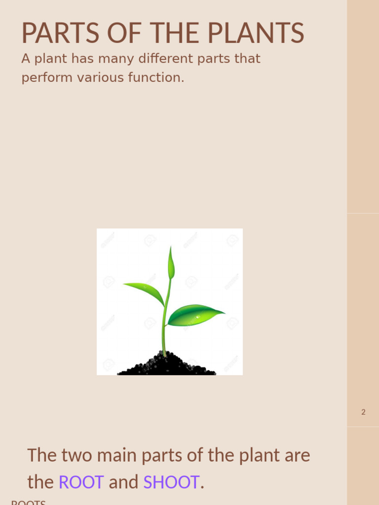 Parts of The Plants | PDF | Home & Garden