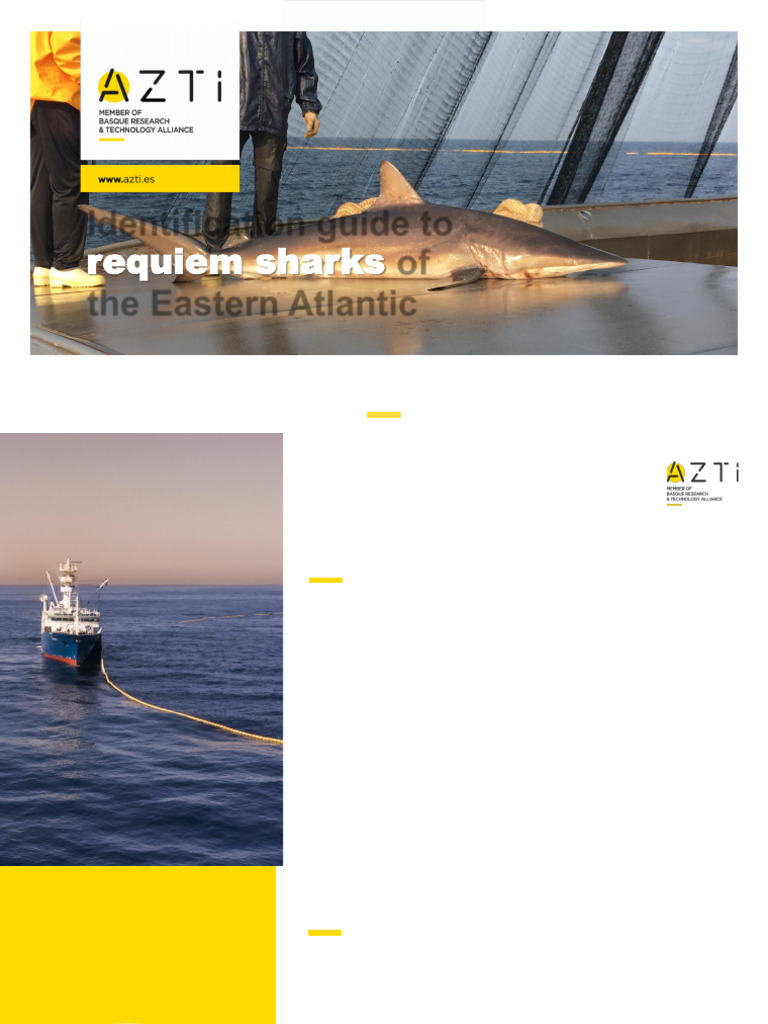 Shark Identification Guide 241021 070655 | PDF | Sharks | Fish