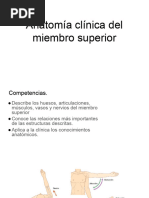 Anatomía del Húmero y sus Partes | PDF | Hombro | Sistema ...