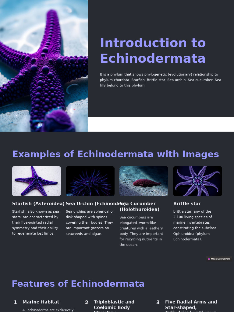 Introduction To Echinodermata | PDF