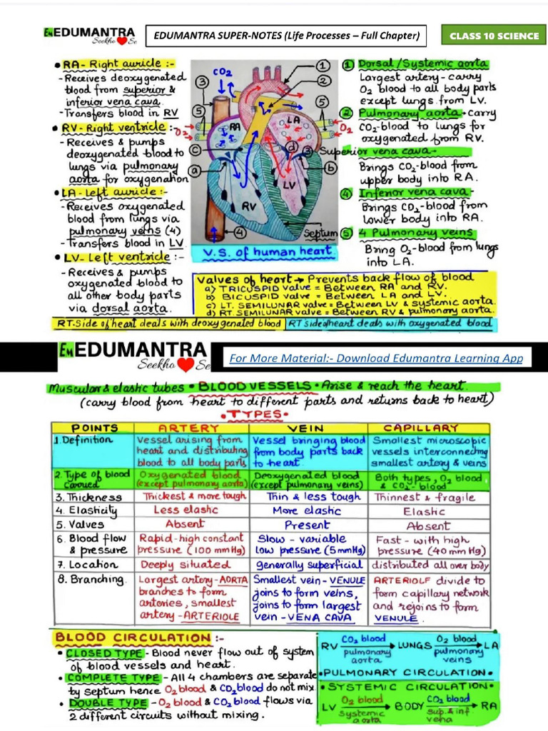 Transportation Lesson Notes Edumantra | PDF | Vein | Heart