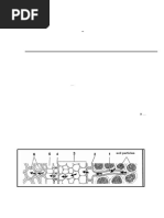 LFSC GR.11 Baseline Test Term 1 2025 | PDF | Cell (Biology) | Eukaryotes