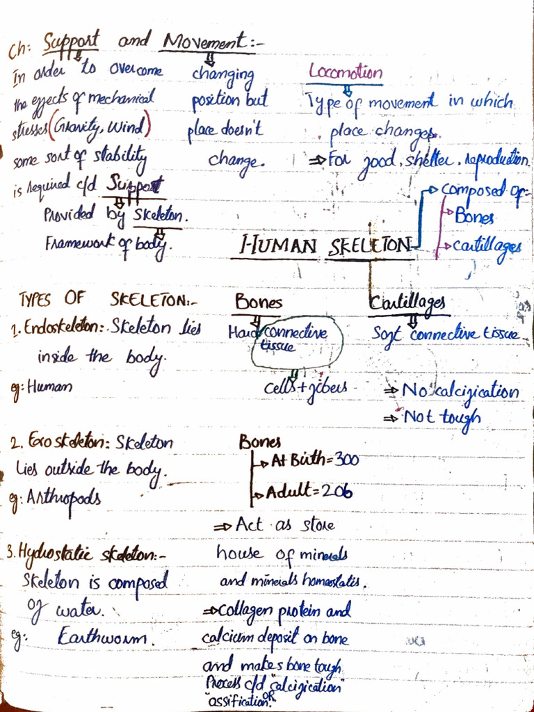 Support and Movement notes | PDF | Cell Anatomy | Skeletal System
