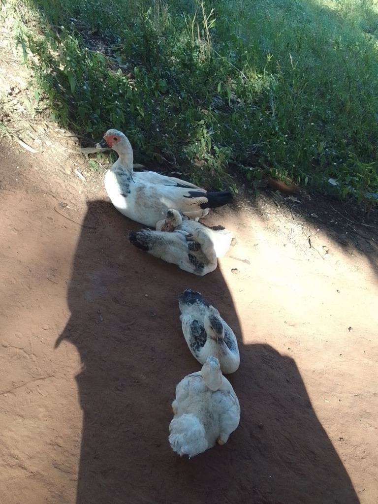 PDF 20241023 161043 | PDF