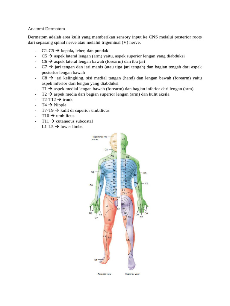 Anatomi Dermatom | PDF | Griya & Taman