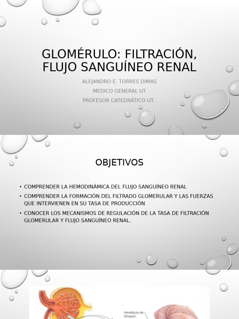 Glomérulo | PDF
