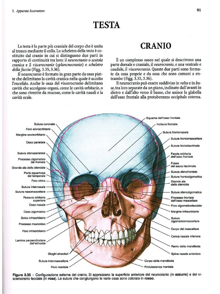 Giuseppe Anastasi Anatomia Umana Trattato Vol 1 3 12006, Edi Ermes | PDF