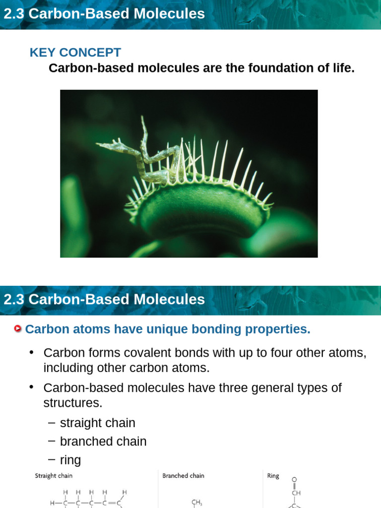 Carbon Based Molecule | PDF | Carbohydrates | Lipid