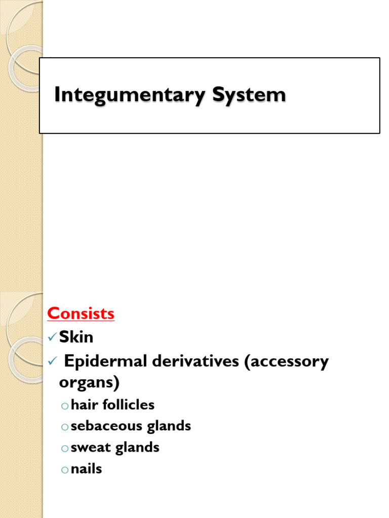 Integumentary System-1 | PDF | Skin | Epidermis
