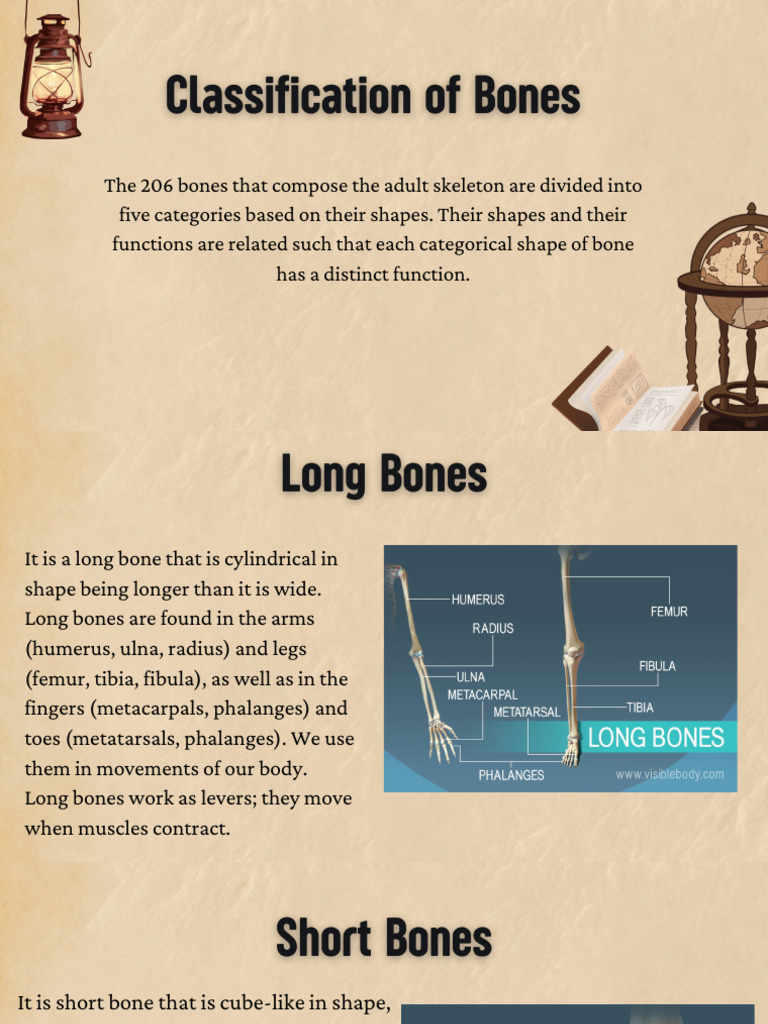 Classification of Bones - 20241001 - 075733 - 0000 | PDF