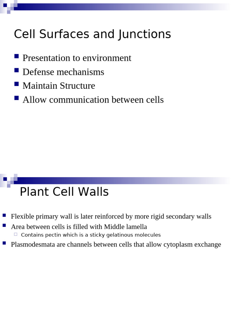 Cell Junctions | PDF | Extracellular Matrix | Cell (Biology)