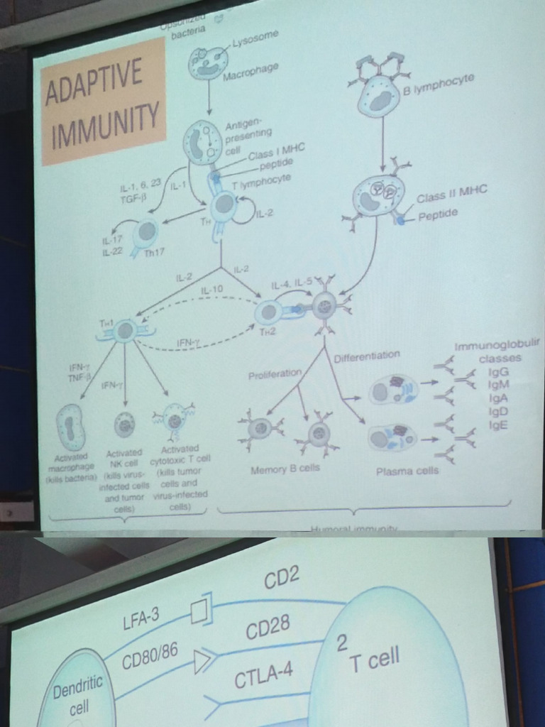Immunomodulator Drugs | PDF