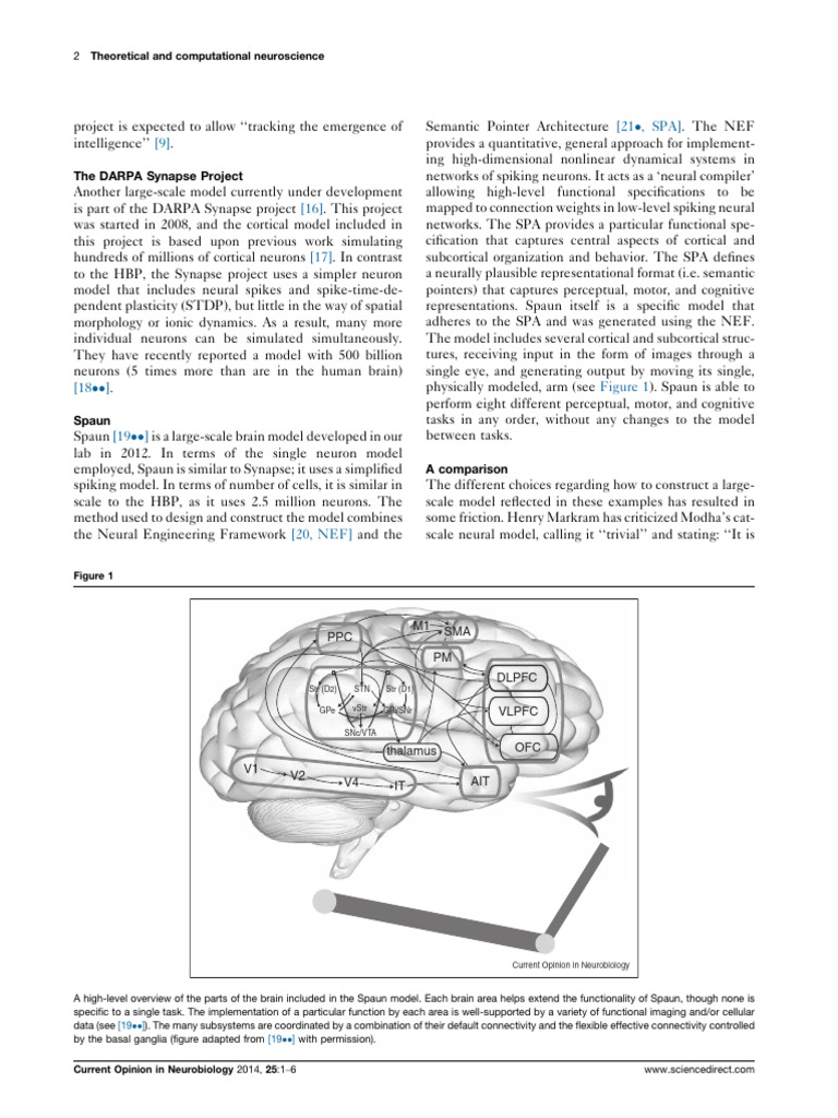 Large-Scale Brain Models: Synapse vs. Spaun | PDF | Brain | Neuroscience