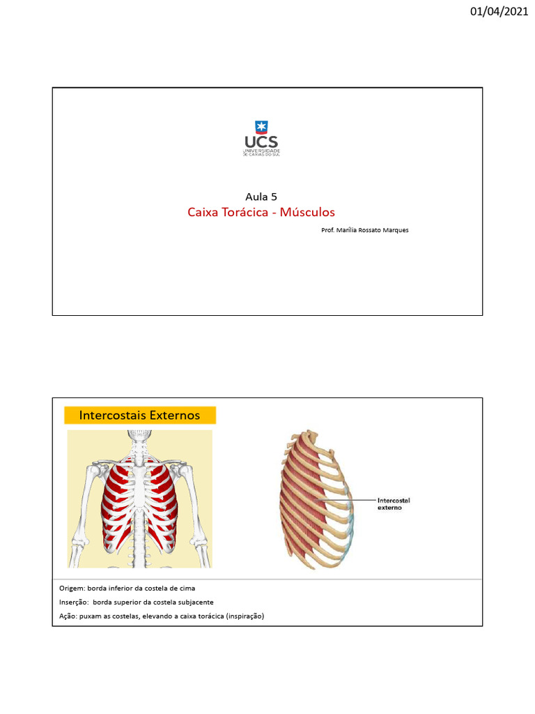 Músculos da Caixa Torácica | PDF