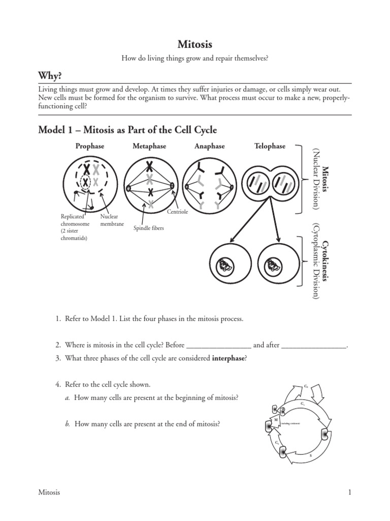 Mitosis 2 | PDF | Mitosis | Cell (Biology)