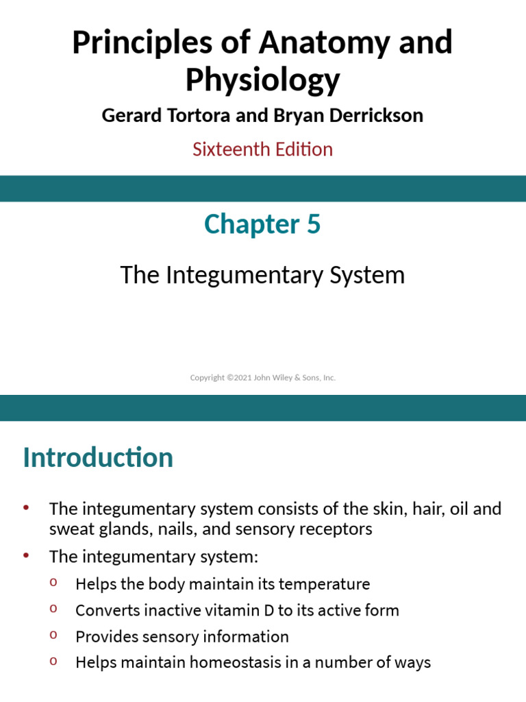 Ch 5 Integumentary | PDF | Integumentary System | Skin
