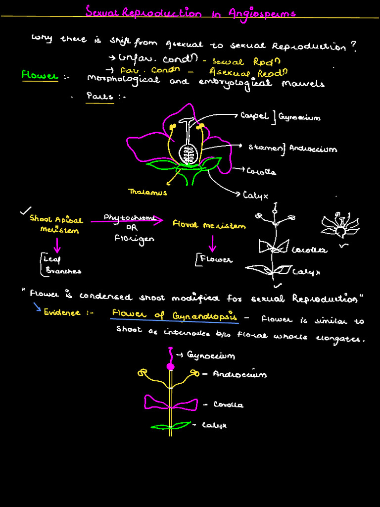 Sexual Reproduction in Angiosperms | PDF