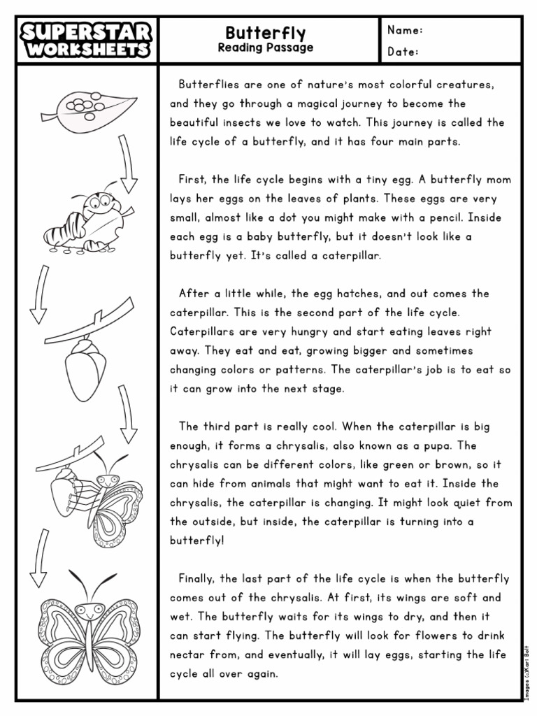 Butterfly 2nd Grade | PDF