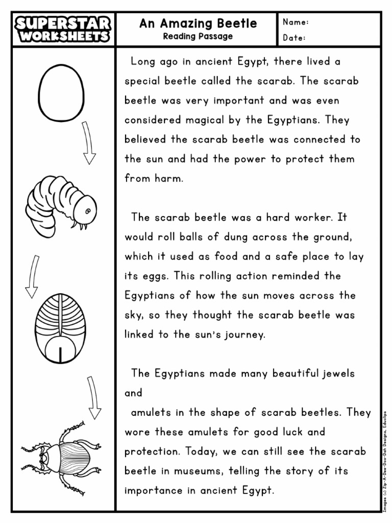 Beetle 2nd Grade | PDF