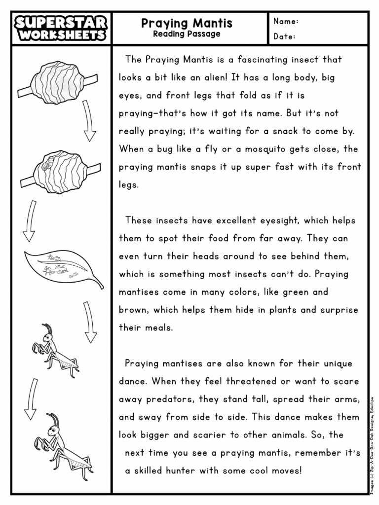 Praying Mantis 2nd Grade | PDF