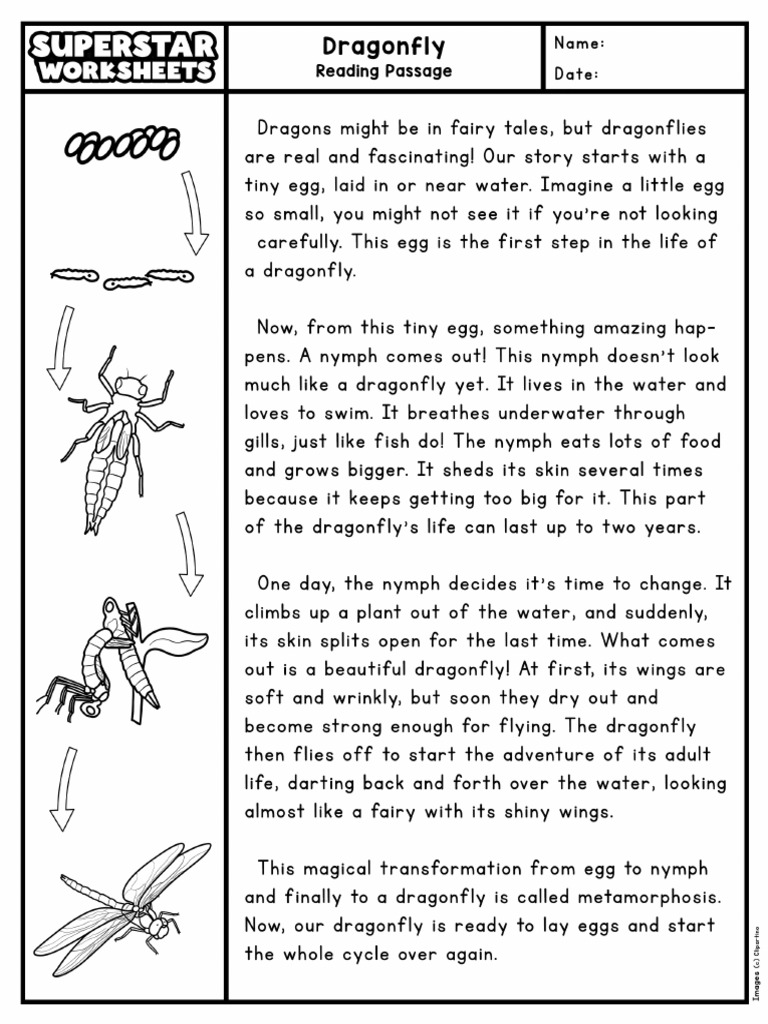 Dragonfly 2nd Grade | PDF