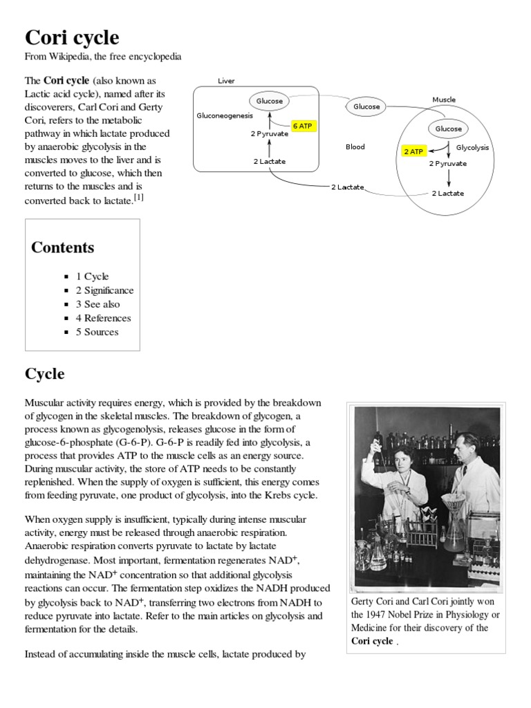 Cori Cycle - Wikipedia, The Free Encyclopedia | PDF | Glycolysis ...