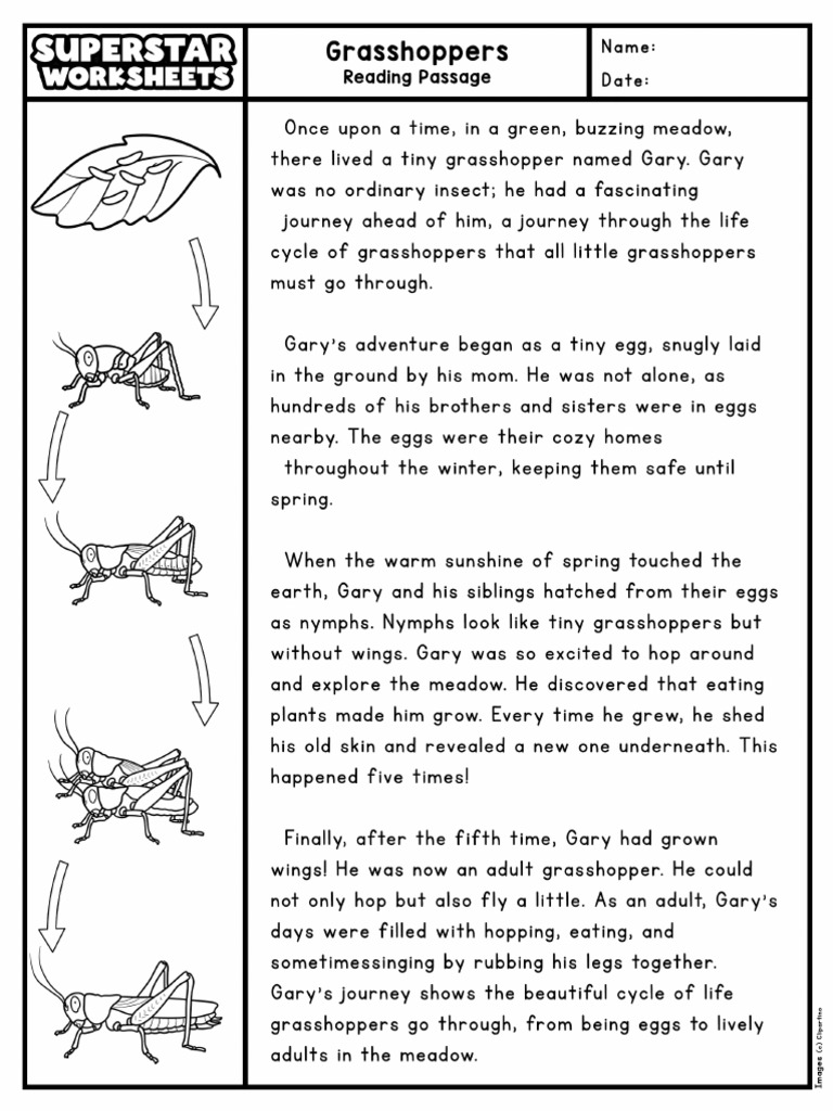 Grasshoppers 2nd Grade | PDF