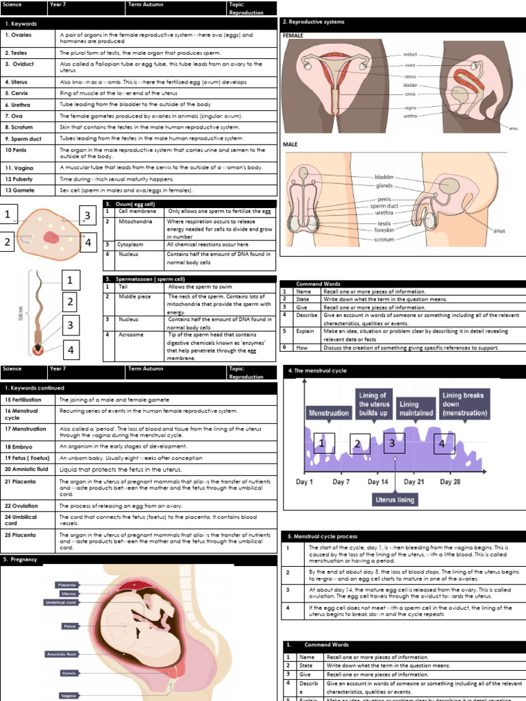 Y7 Biology 2 Reproduction KO | PDF | Reproductive System | Human ...